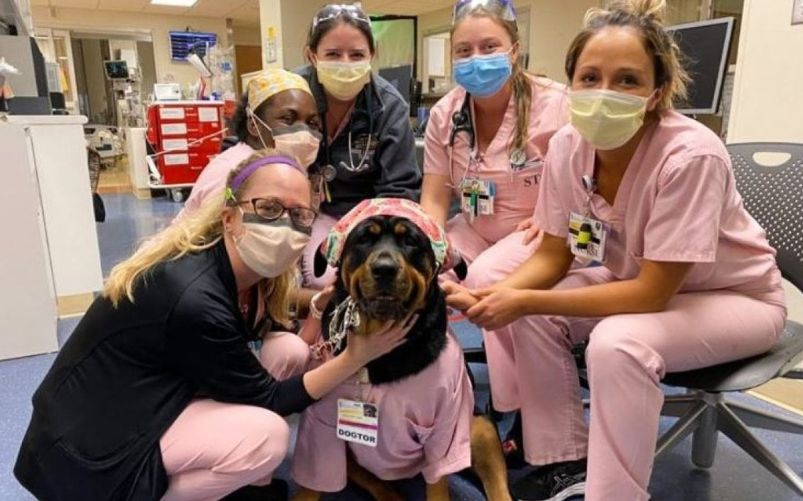 Loki, il cane da terapia premiato con un "dogtorato" - La Ragione